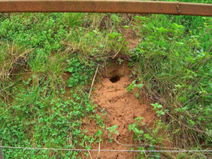 Evidence of Rat burrows